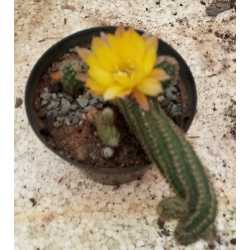 kit cacto amendoim amarelo e vermelho - pote11 | Shopee Brasil