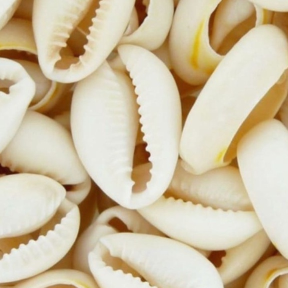 Búzios Natural - 50g | Shopee Brasil