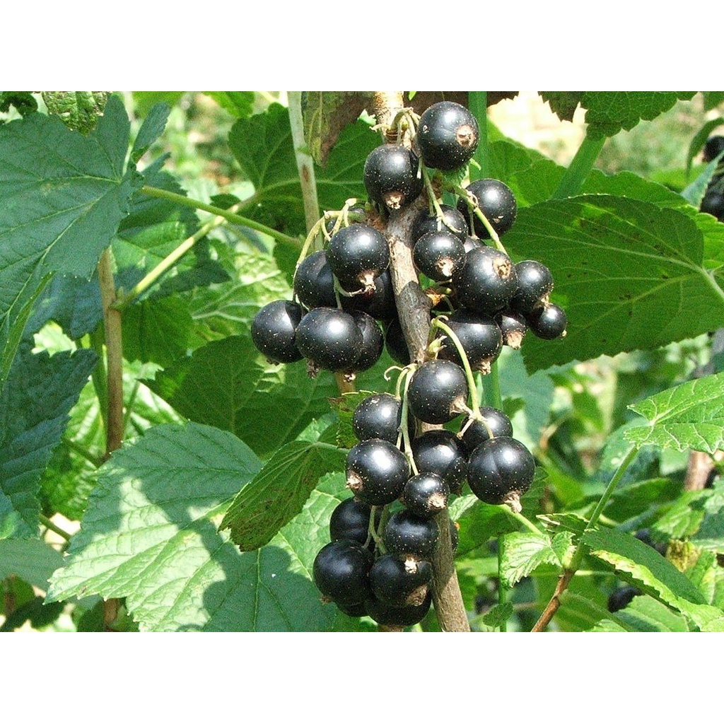 Sementes Groselha Negra Ribes Nigrum Cassis Fruta P/ Mudas | Shopee Brasil