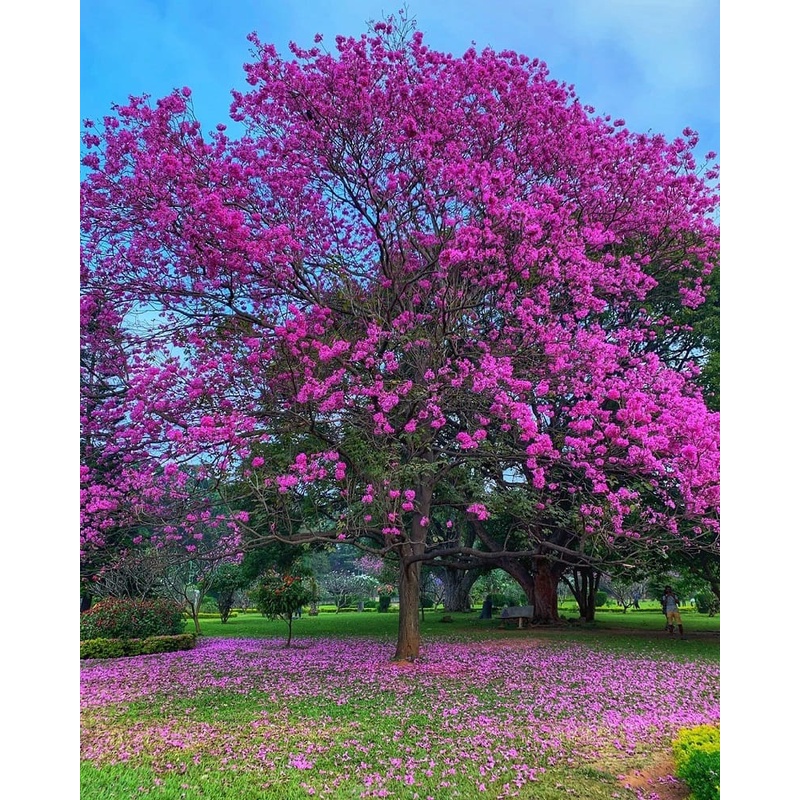 10 Sementes Ipê Rosa Tabebuia Pentaphylla Árvore Flor P/muda | Shopee ...