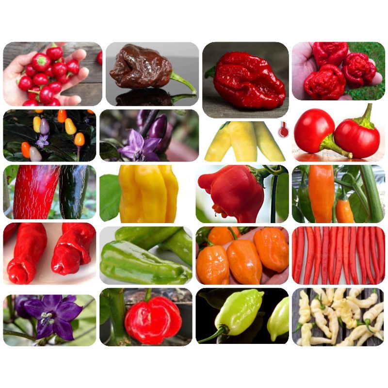 120 Sementes de Pimenta 12 Espécies Variadas. | Shopee Brasil