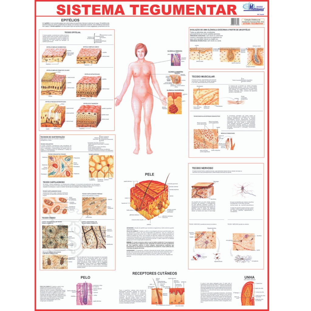Mapa Sistema Tegumentar Anatomia Corpo Humano Poster Medicina | Shopee Brasil