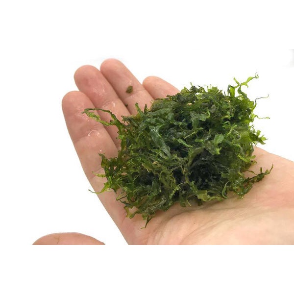 Musgo Planta para Terrario Round Pellia EMERSO Pelia Pelea | Shopee Brasil