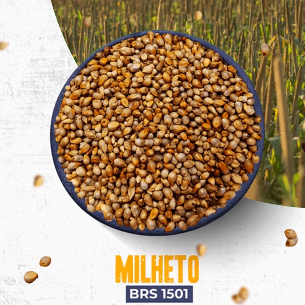 Sementes de Milheto 5 Kg | Shopee Brasil