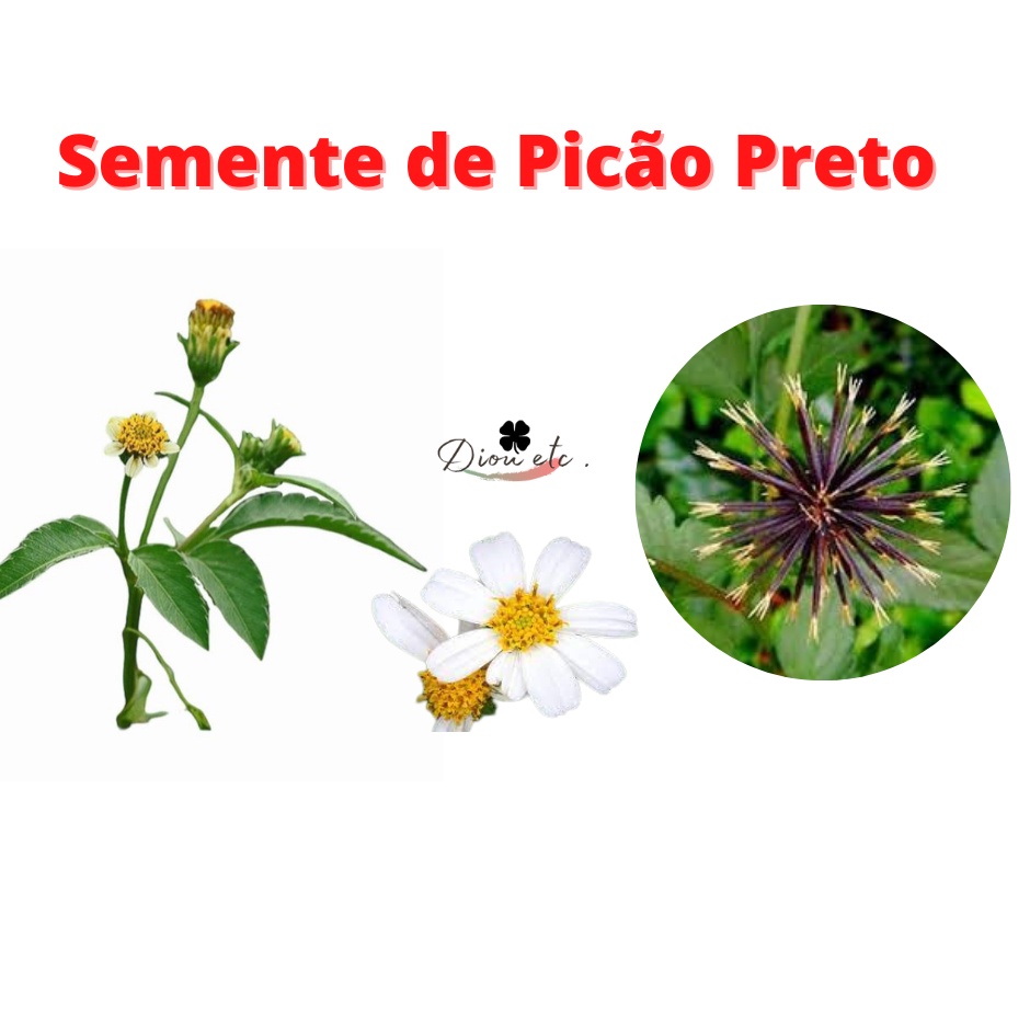 Sementes Picão Preto Carrapicho Bidens Pilosa 50und | Shopee Brasil