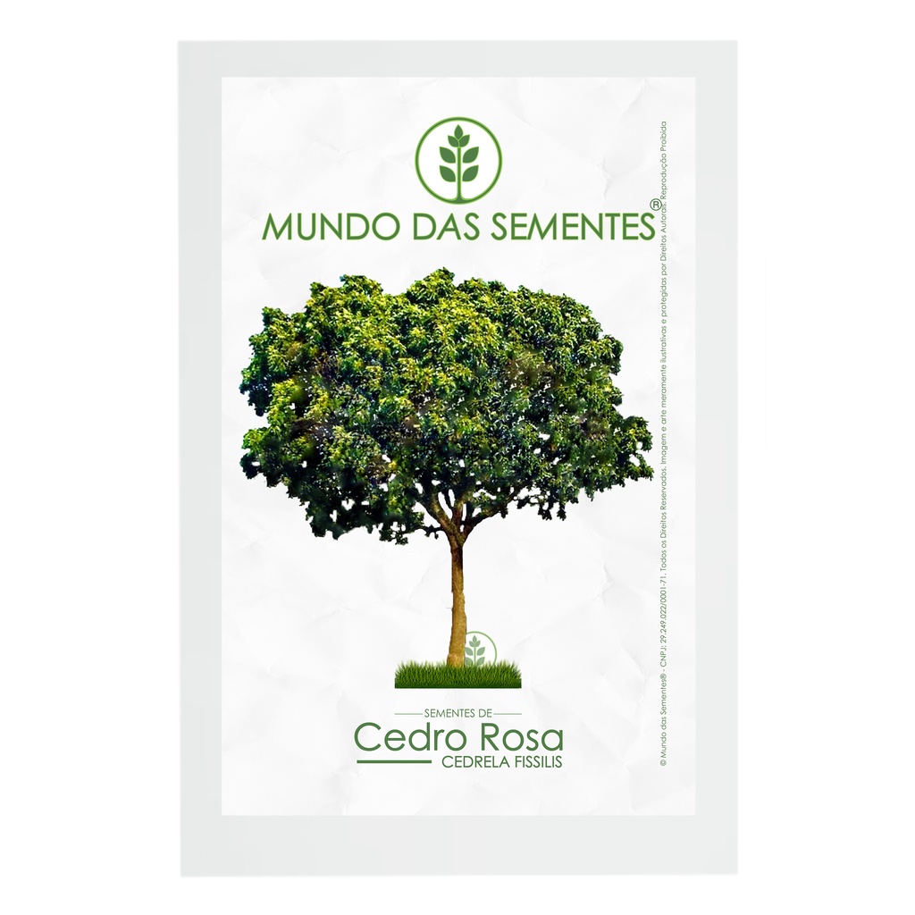 30 Sementes de Cedro Rosa Verão Cedrela fissilis Premium | Mundo das ...