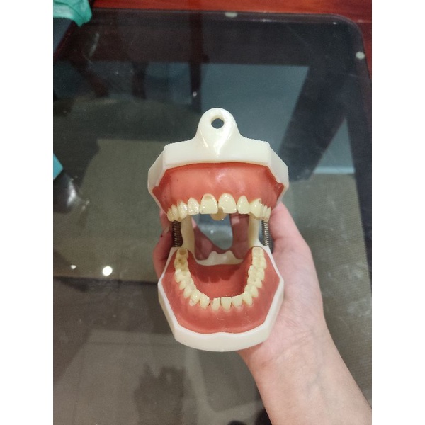 Manequim de materiais dentários sistema plugado Dent Art | Shopee Brasil