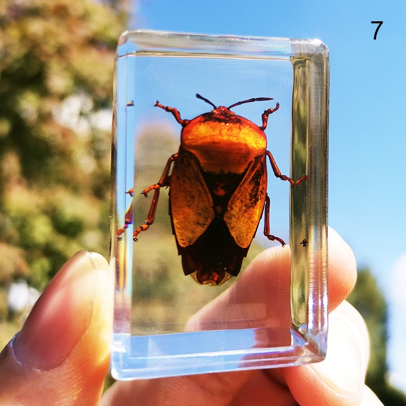 Coleção Insect In Resina Estampa De Inseto Para Mesa De Escritório ...