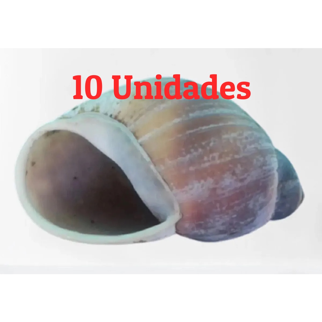 Concha Natural - Caramujo - Caracol (Somente o Casco) - Conchas ...