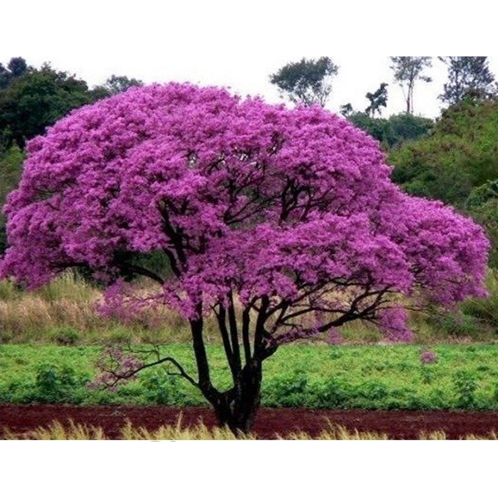 50 Sementes de Ipê Roxo Comum (Tabebuia avellanedae) | Shopee Brasil