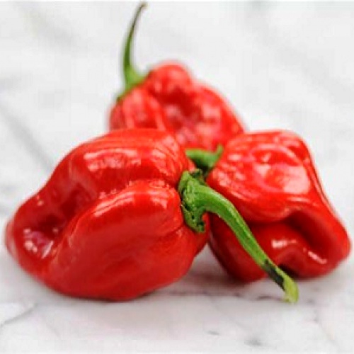 Pimenta Boyra Habanero Vermelha | Shopee Brasil