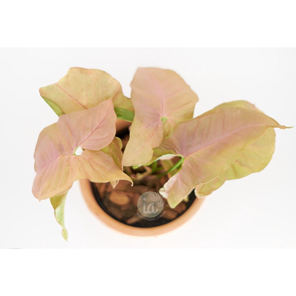 Singonio Syngonium Rosa - 01 (uma) unidade | Shopee Brasil