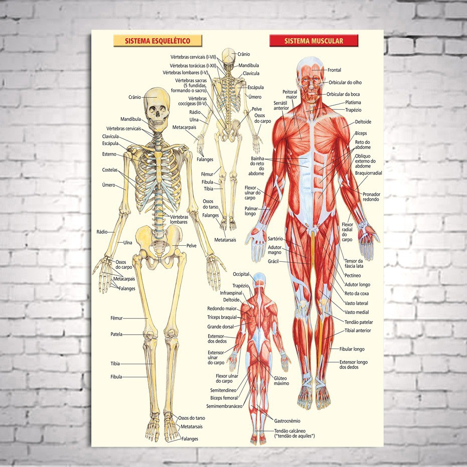 Kit 10 Poster Cartaz Anatomia Sistemas Do Corpo Humano A3 | Shopee Brasil