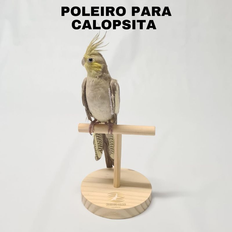 Poleiro para calopsita | Shopee Brasil