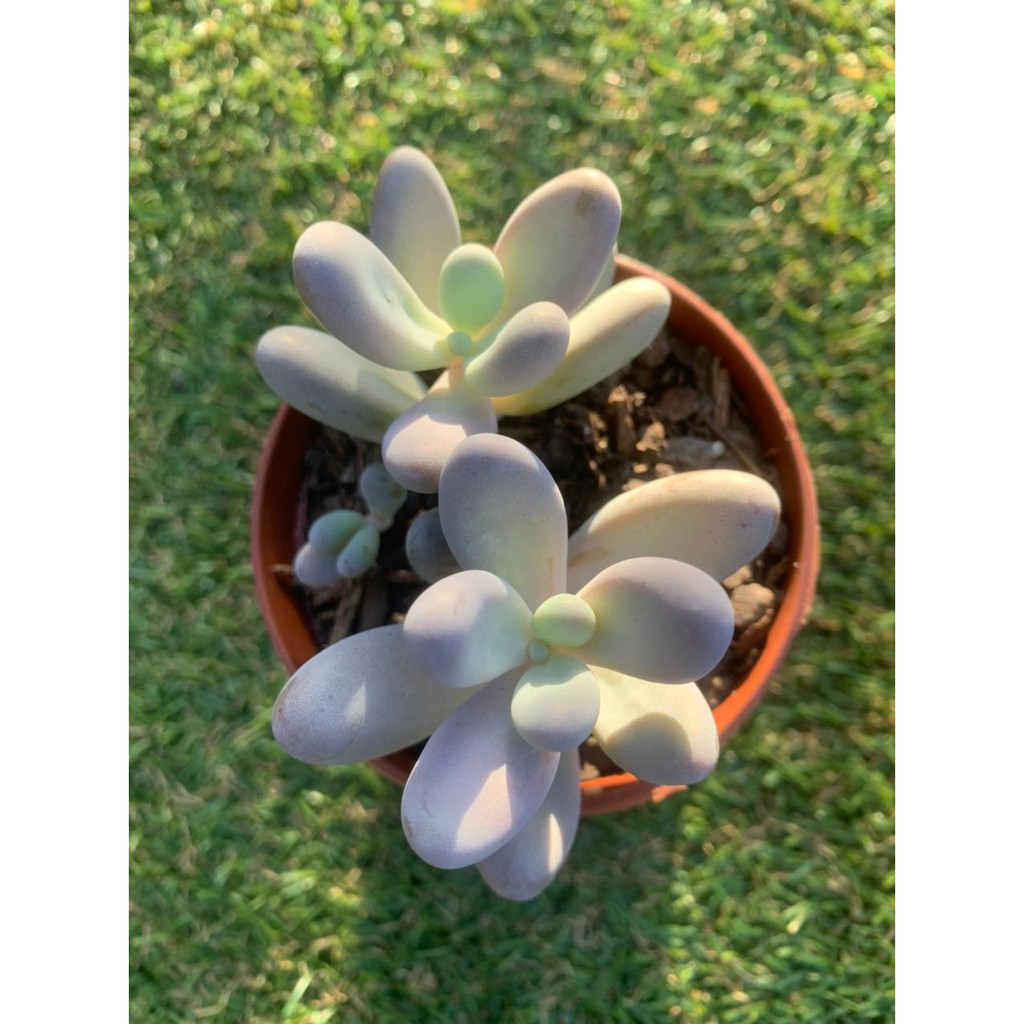 Suculenta Pedra de Lua RARA (Sedum Craigii) | Shopee Brasil