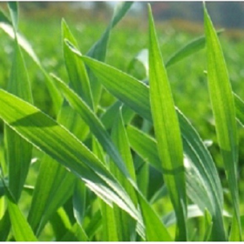 Brachiaria Humidicola Capim Quicuio 1 Kg Sementes | Shopee Brasil