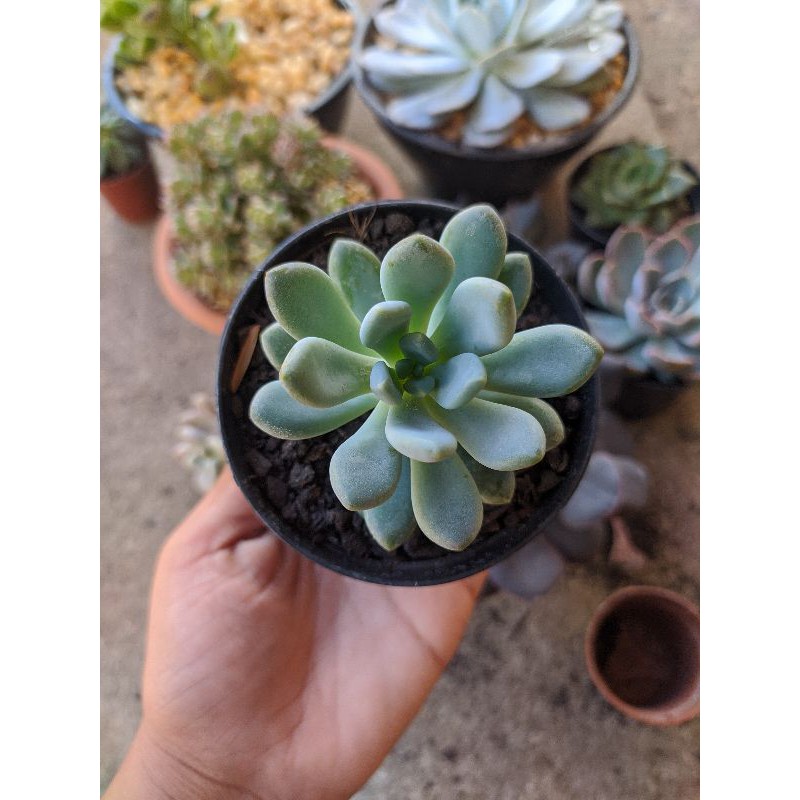 Muda de Suculenta Pachyveria Clavifolia | Shopee Brasil Muda de Suculenta Pachyveria Clavifolia | Shopee Brasil