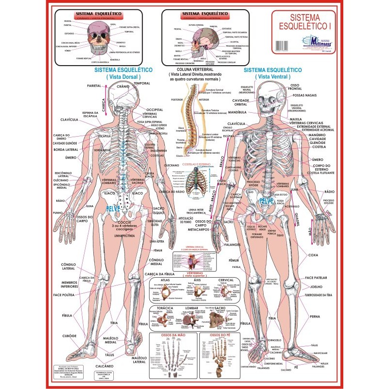 Kit Com 3 Mapas De Anatomia Humana - Gigantes !!! : Corpo Humano ...