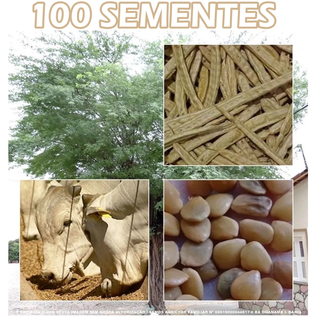 Sementes De Algaroba Peruanta Ou Algarobo De Origem Peruana Leguminosa ...