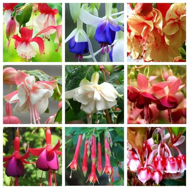 100 sementes mix Fuchsia hybrida jardins | Shopee Brasil
