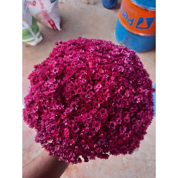 Flor sempre viva na cor Marsala , Flores sempre vivas marsala (kit com ...