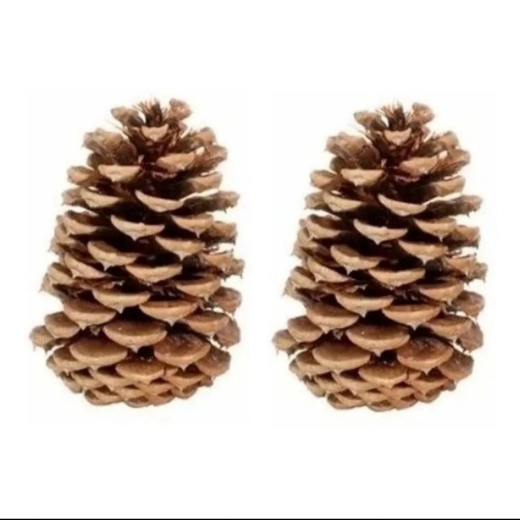 Pinhas Naturais para Artesanato (Kit de 10 unidades) | Shopee Brasil Pinhas Naturais para Artesanato (Kit de 10 unidades) | Shopee Brasil