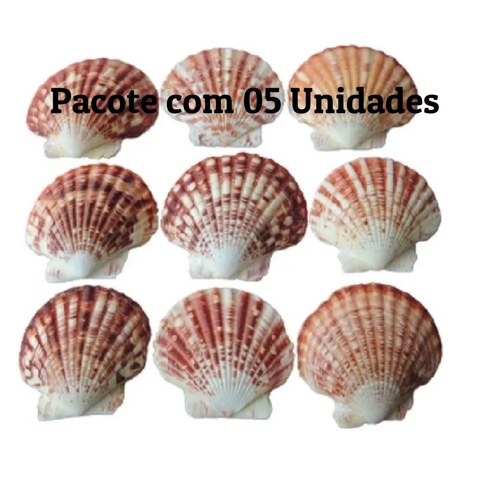 Conchas Shell - Conchas do Mar - Conchas Naturais - Conchas Marinhas-05 ...