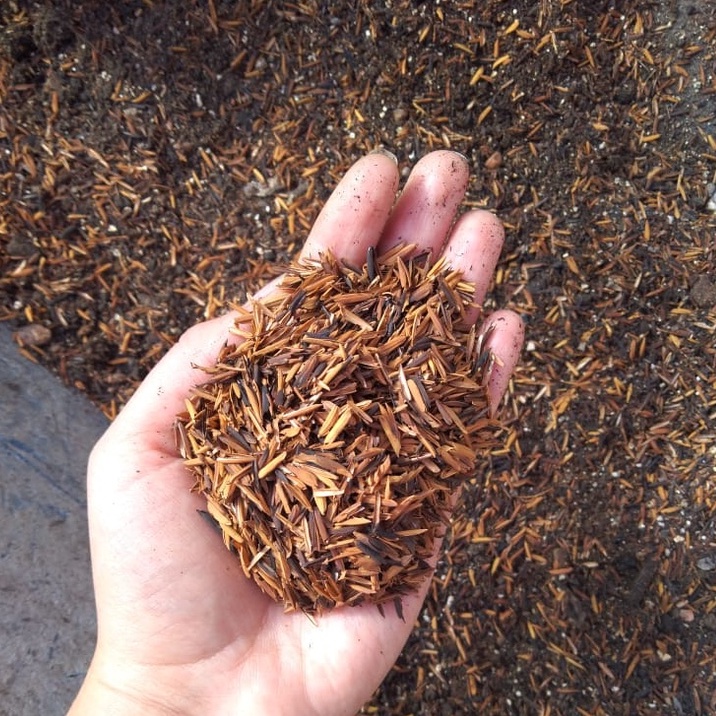 Casca de Arroz Carbonizada 300g Ideal Para Dar Aeração Ao Substrato De ...