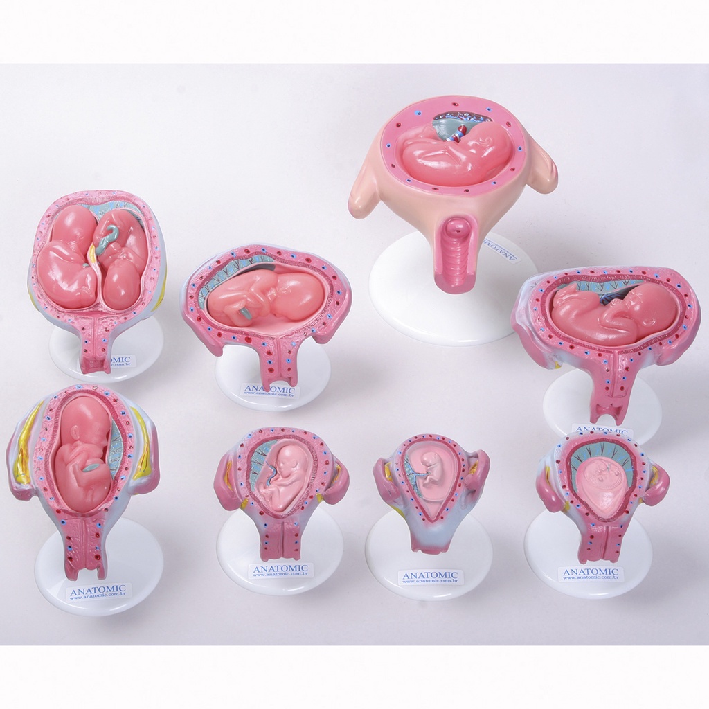 Modelo Anatômico da Gravidez Dividida em 8 Fases | Shopee Brasil