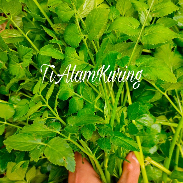 Daun Sledran-Tespong Fresco 500gr | Shopee Brasil