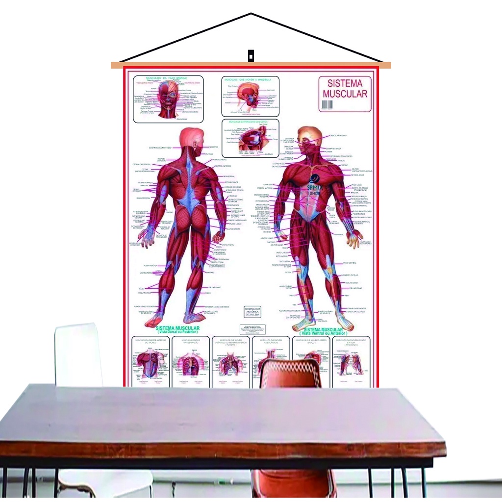 Mapa Sistema Muscular Banner Laminado Gigante 120x90cm - Atual | Shopee ...