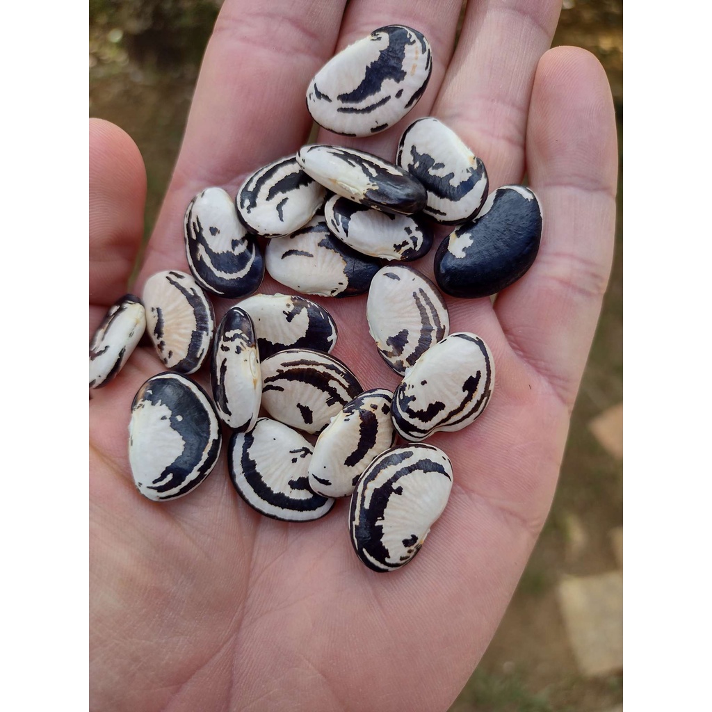 20 Sementes Crioulas de Feijão Fava Preta e Branca Gigante Para o ...