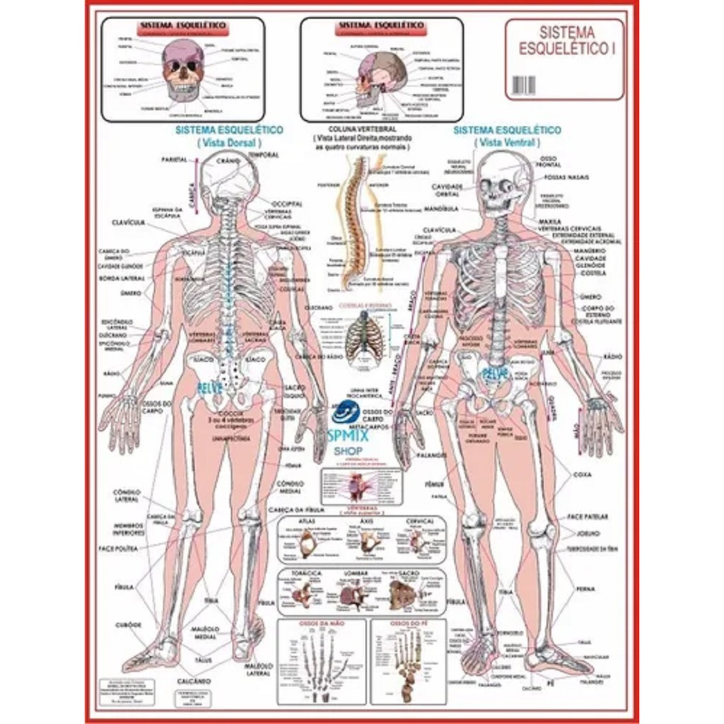 Mapa Do Corpo Humano Sistema Esqueletico I 120x90cm - Grande | Shopee ...
