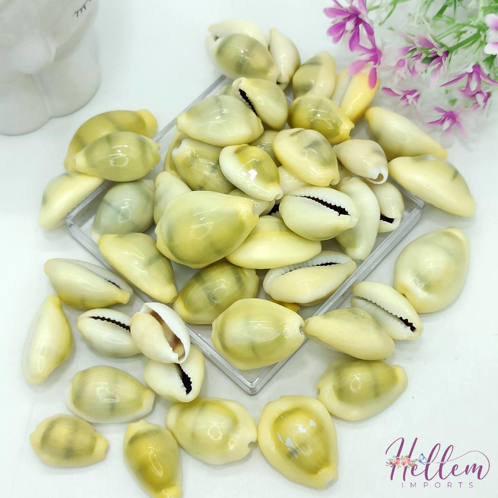 Búzios Natural Amarelo (50gramas/Aprox.15 pçs) | Shopee Brasil