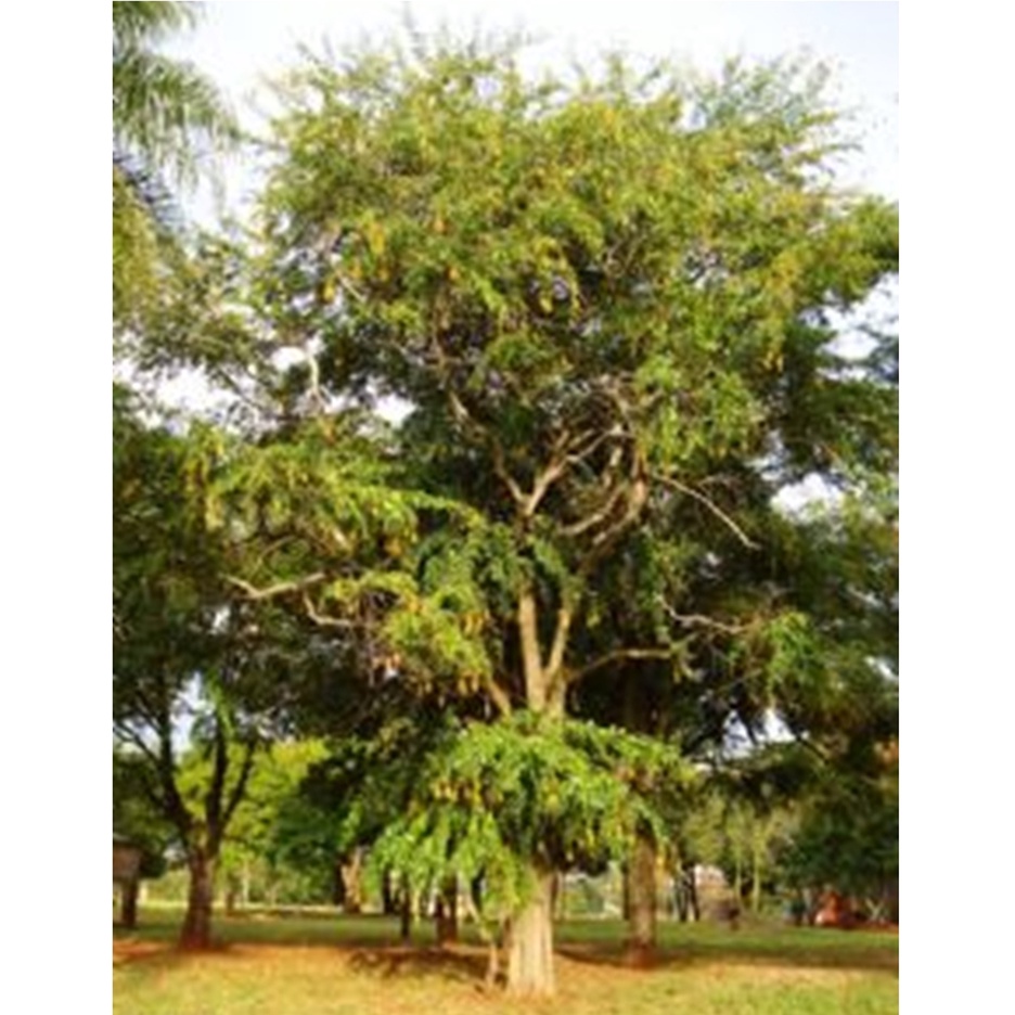 50 Sementes de Canudo ou Canudo_de_Pitto (Mabea fistulifera) Melífera ...