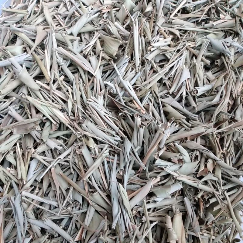 COLÔNIA (ALPINIA ZERUMBET) - 50 GRAMAS. | Shopee Brasil