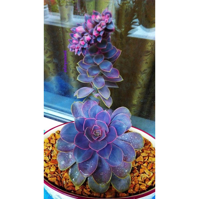 Suculentas Raras 800 Sementes + Enraizador AIB ! - T26 | Shopee Brasil