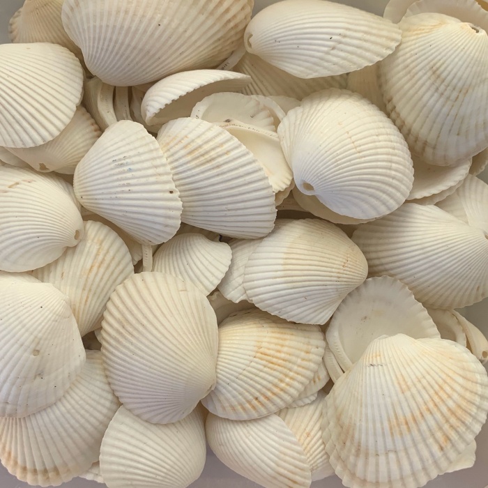 Conchas do Mar Furada - Conchinhas Pacote 500g | Shopee Brasil