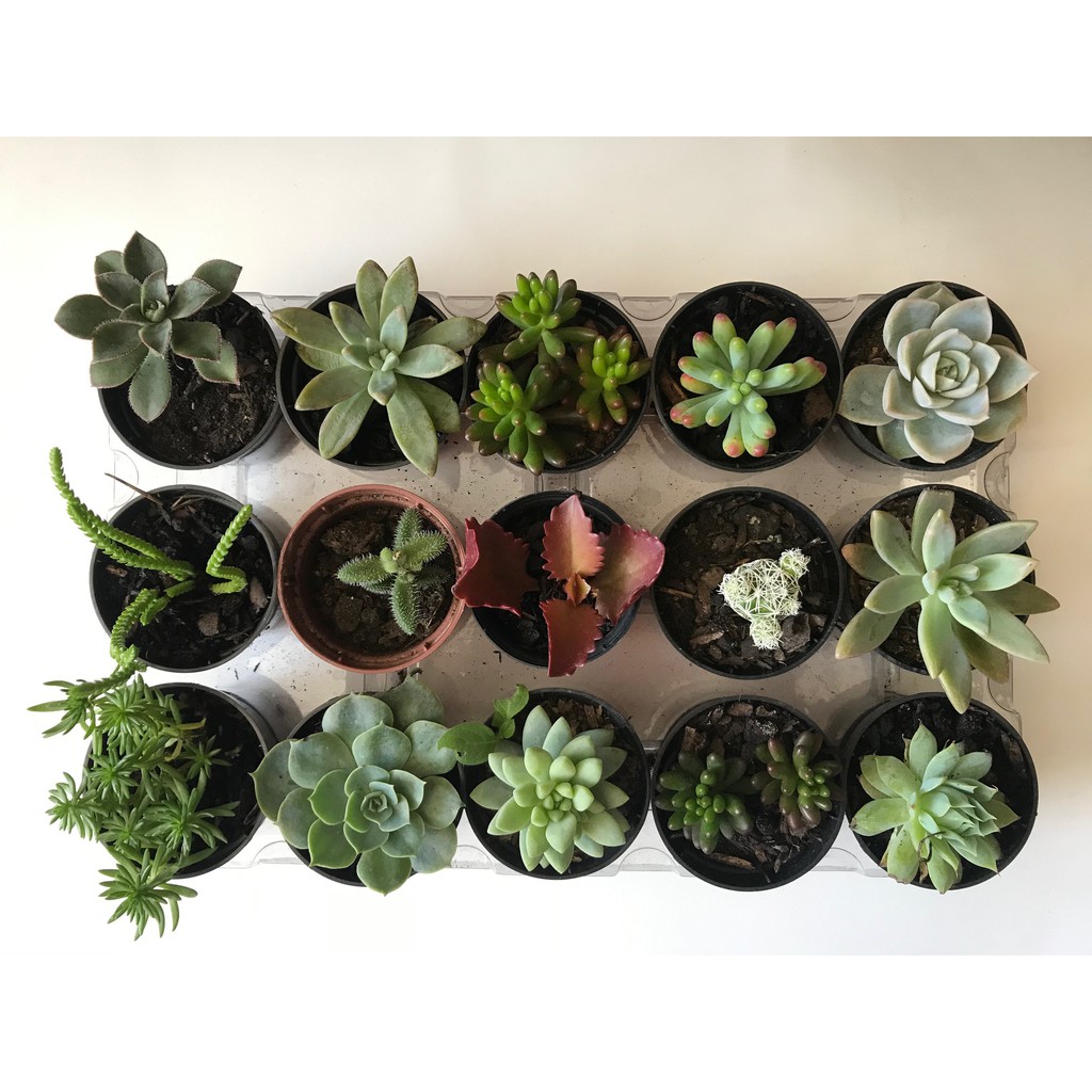 Mudas de suculentas variadas – kit com 5 unidades | Shopee Brasil