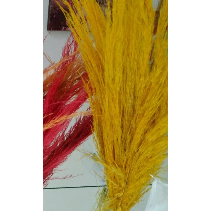 Mini Capim dos Pampas - colorido seco natural decoração Pinterest ...