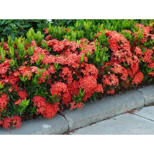 Mini Ixora Vermelha - 50 Sementes P/Mudas | Shopee Brasil
