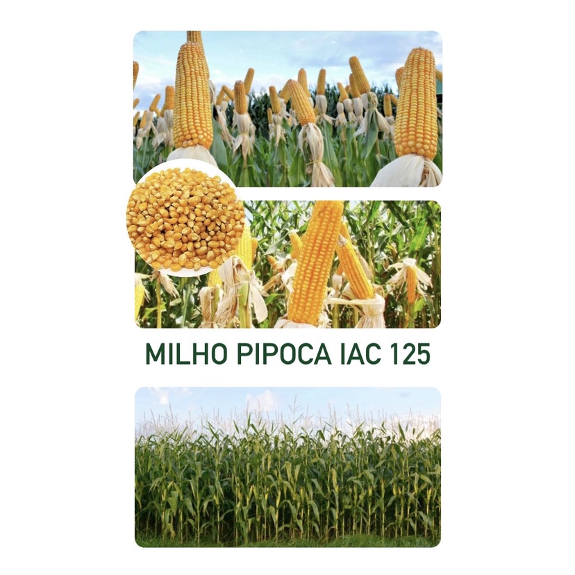 Milho Picoca Hibrido IAC 125 - 5kg de Sementes Para Plantio | Shopee Brasil