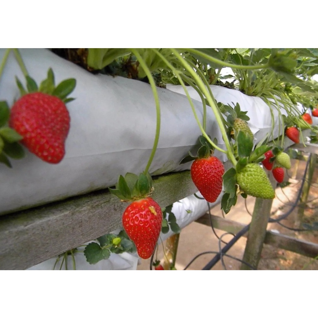 Kit 100 Saco Slab Plantio de Morangos 33 X 160cm - Branco E Preto ...