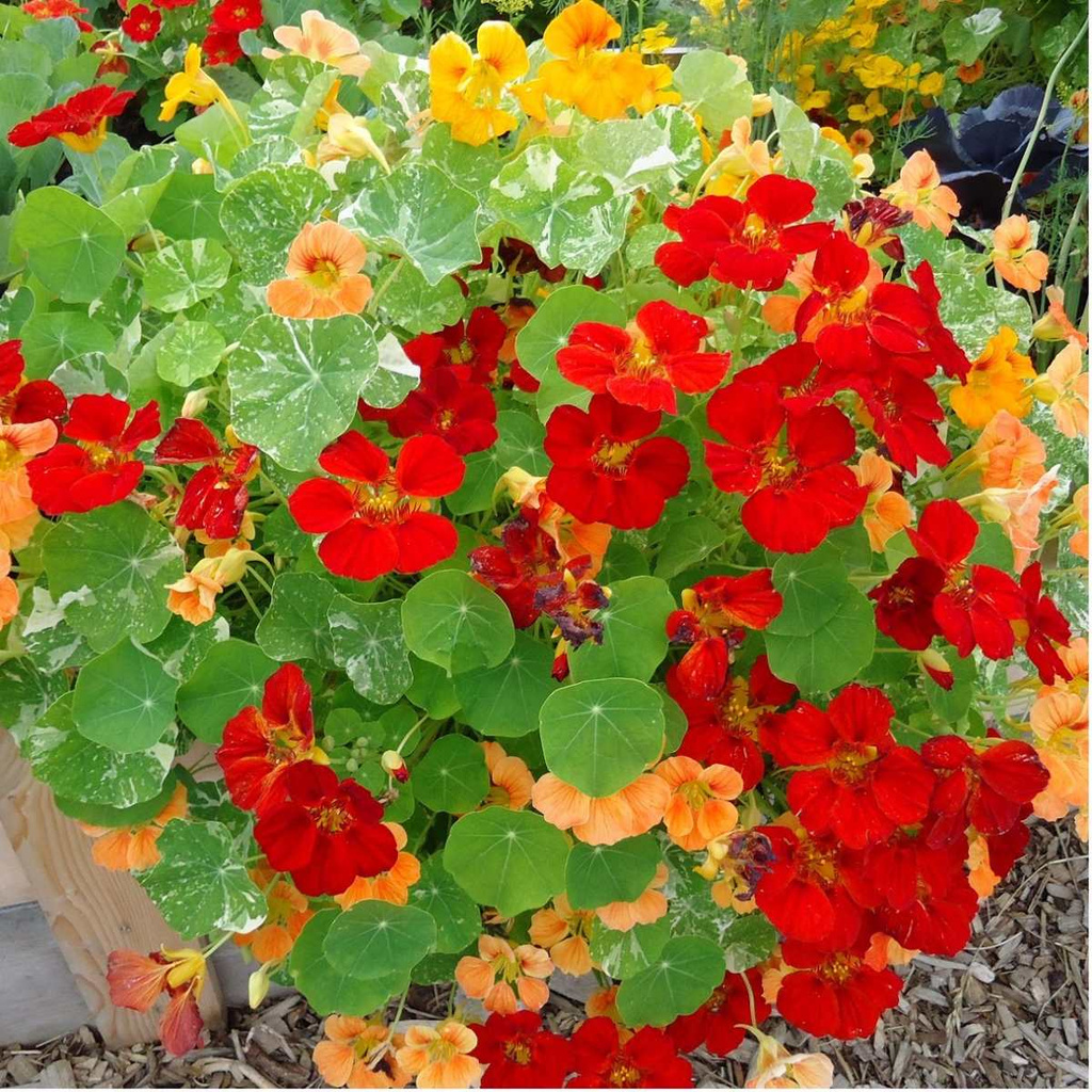 300 Sementes Da Flor Do Sangue Capuchinha Tropaeolum Medicinal | Shopee ...