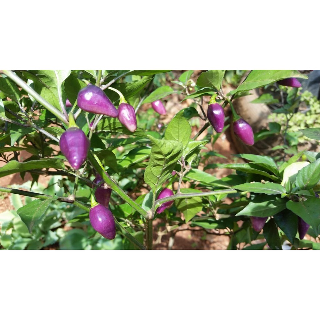 50 Sementes De Pimenta Roxa | Shopee Brasil