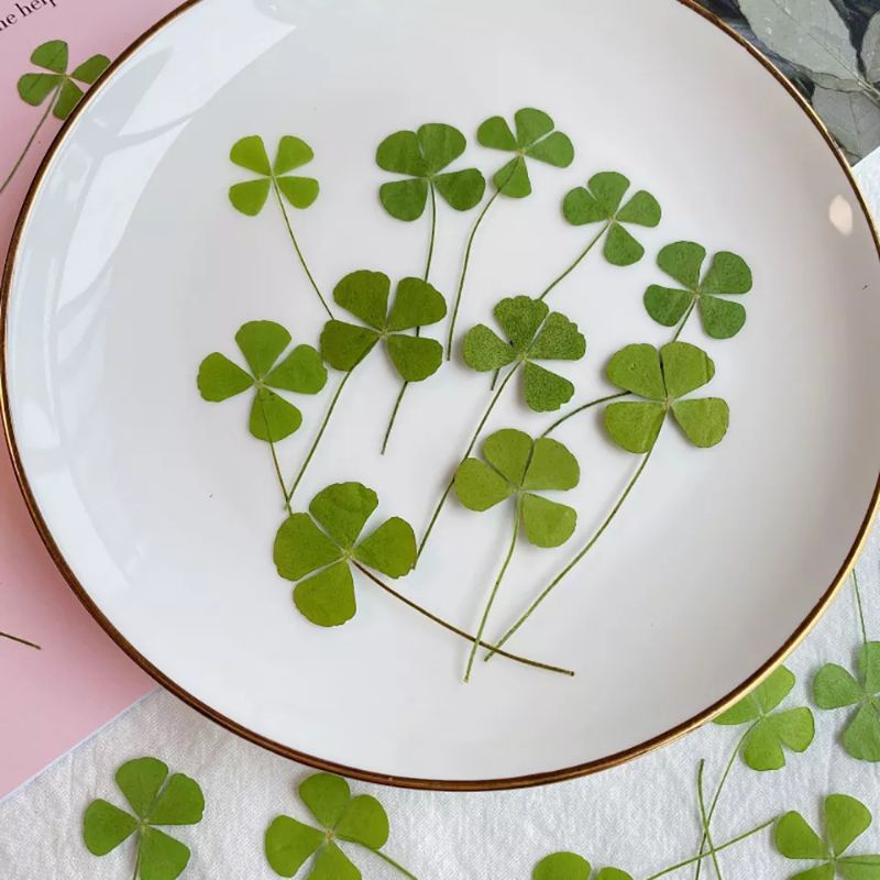 25 Trevos de 4 folhas da sorte desidratado | Shopee Brasil