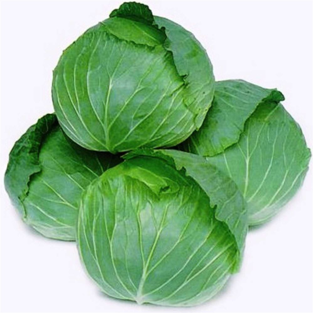 Mini Repolho Yakko - 100 sementes | Shopee Brasil