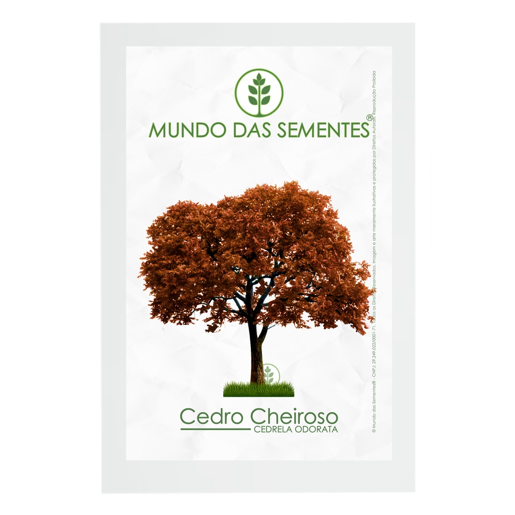 50 Sementes de Cedro Cheiroso Cedrela odorata | Outono | Premium ...
