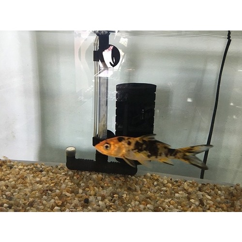 Pedra Para Aquario + Areia De Aquario Natural Kit 1kg | Shopee Brasil