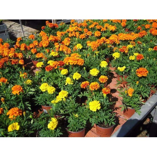 Semente Tagete Sortida Anã Cravo Da Índia 0,3g Isla | Shopee Brasil